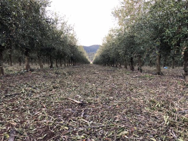 OLIVE GROVES IN HEDGE, a great environmental ally against global ...
